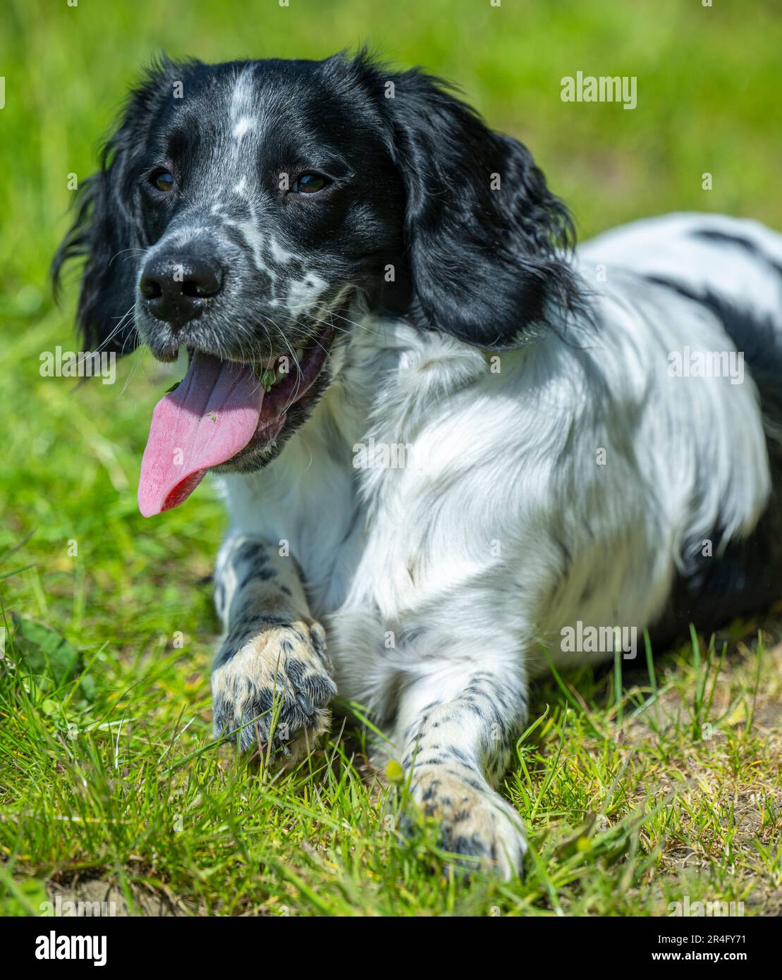 A six month old black and white male English Springer Spaniel on a ...