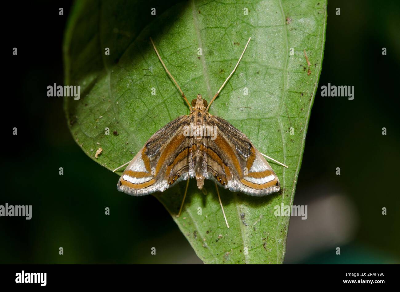 Crambid Moth, Eoophyla gibbosalis, Klungkung, Bali, Indonesia Stock ...