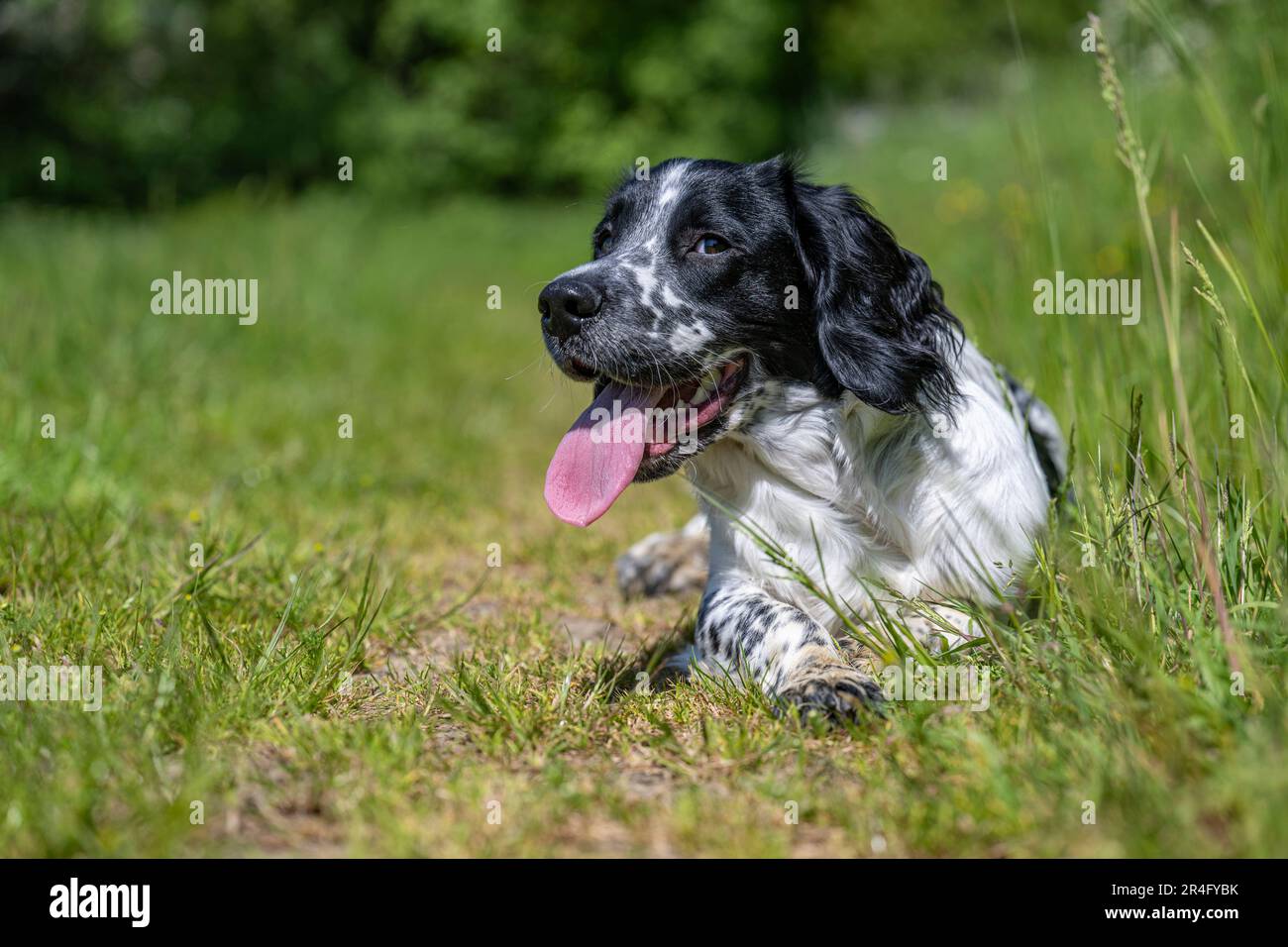A six month old black and white male English Springer Spaniel on a ...