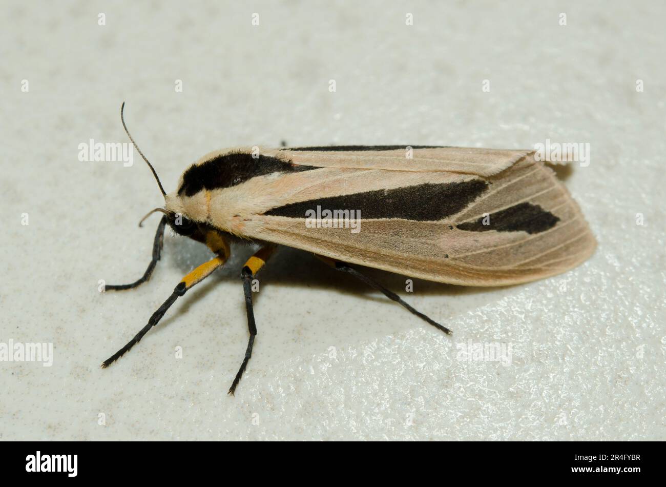 Tiger Moth, Creatonotos gangis, Klungkung, Bali, Indonesia Stock Photo ...