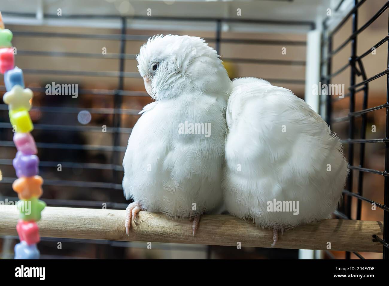 Parrots are posing to take the picture. Bird is a popular pet in ...