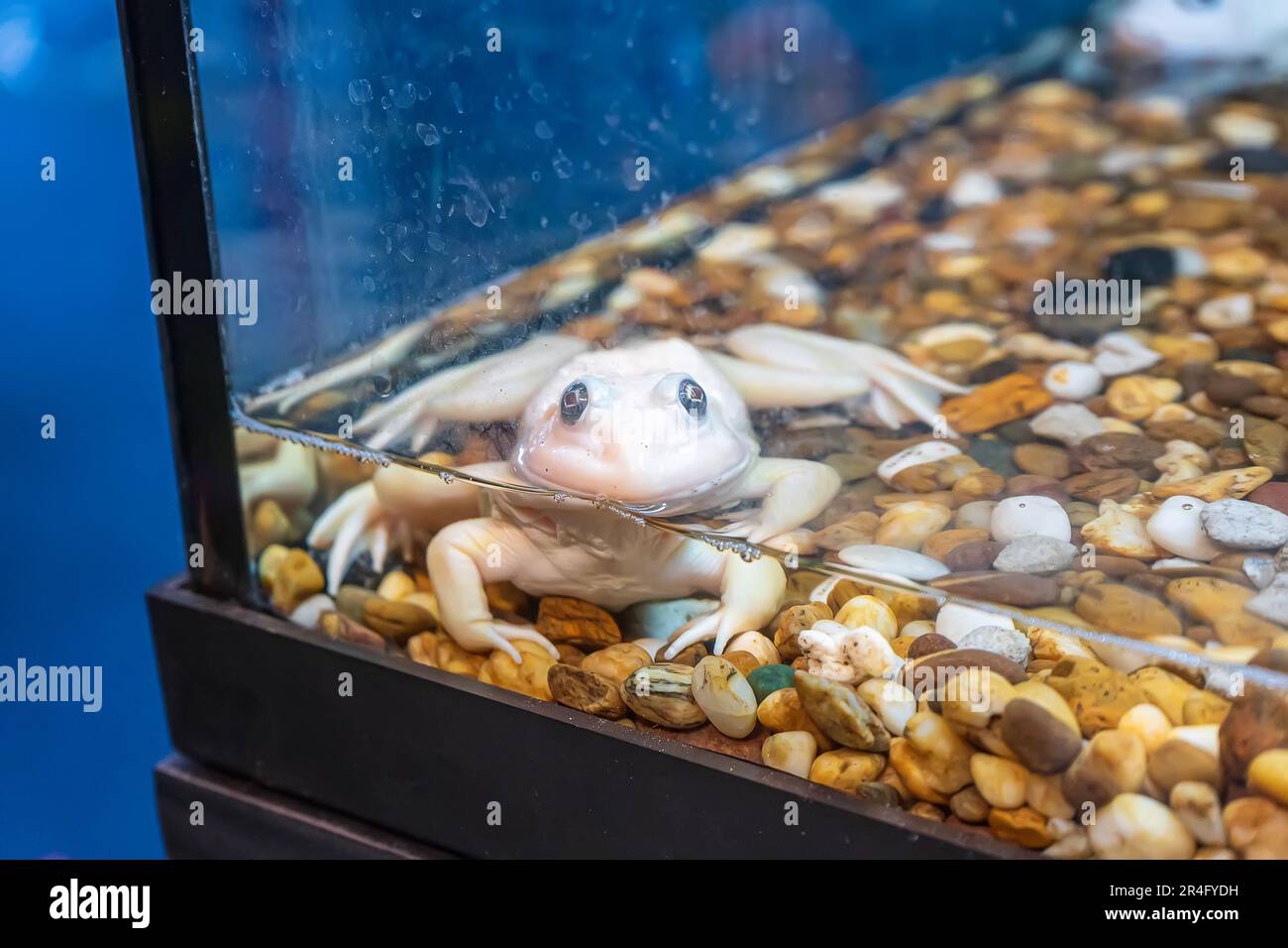 Albino frog lying in the water in the cabinet Stock Photo - Alamy