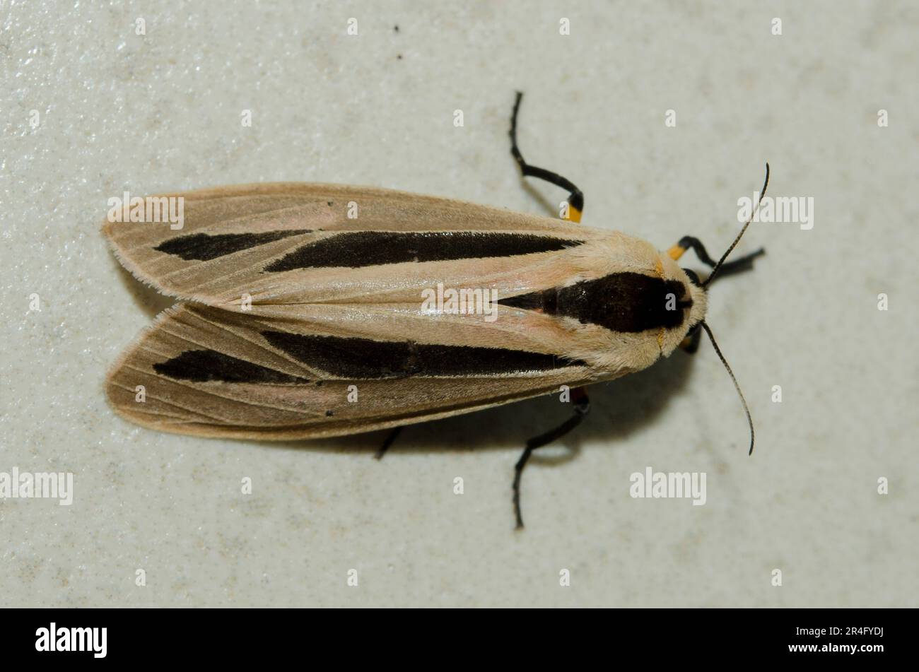 Creatonotos gangis moth hi-res stock photography and images - Alamy