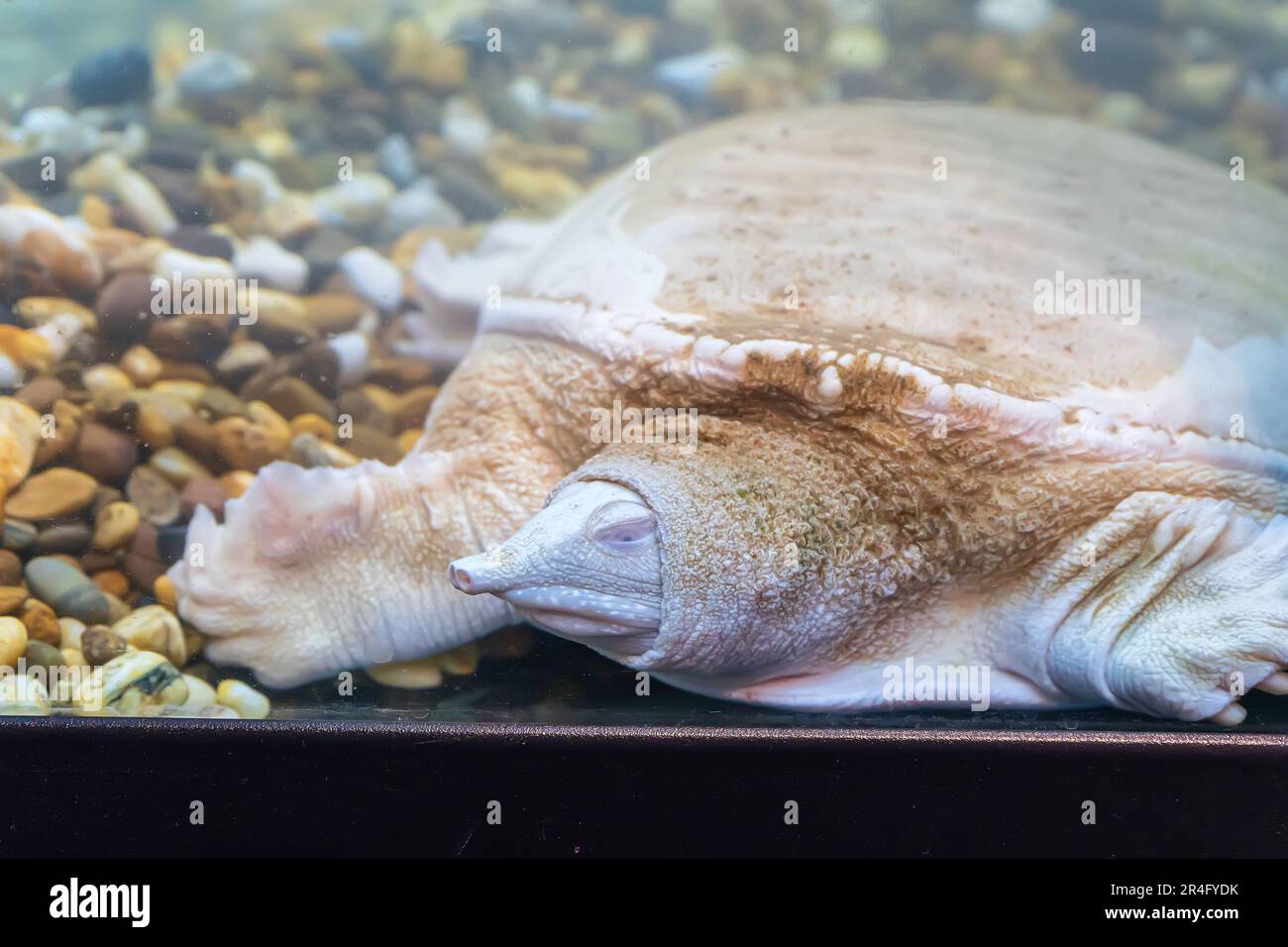 Albino Softshell Turtle