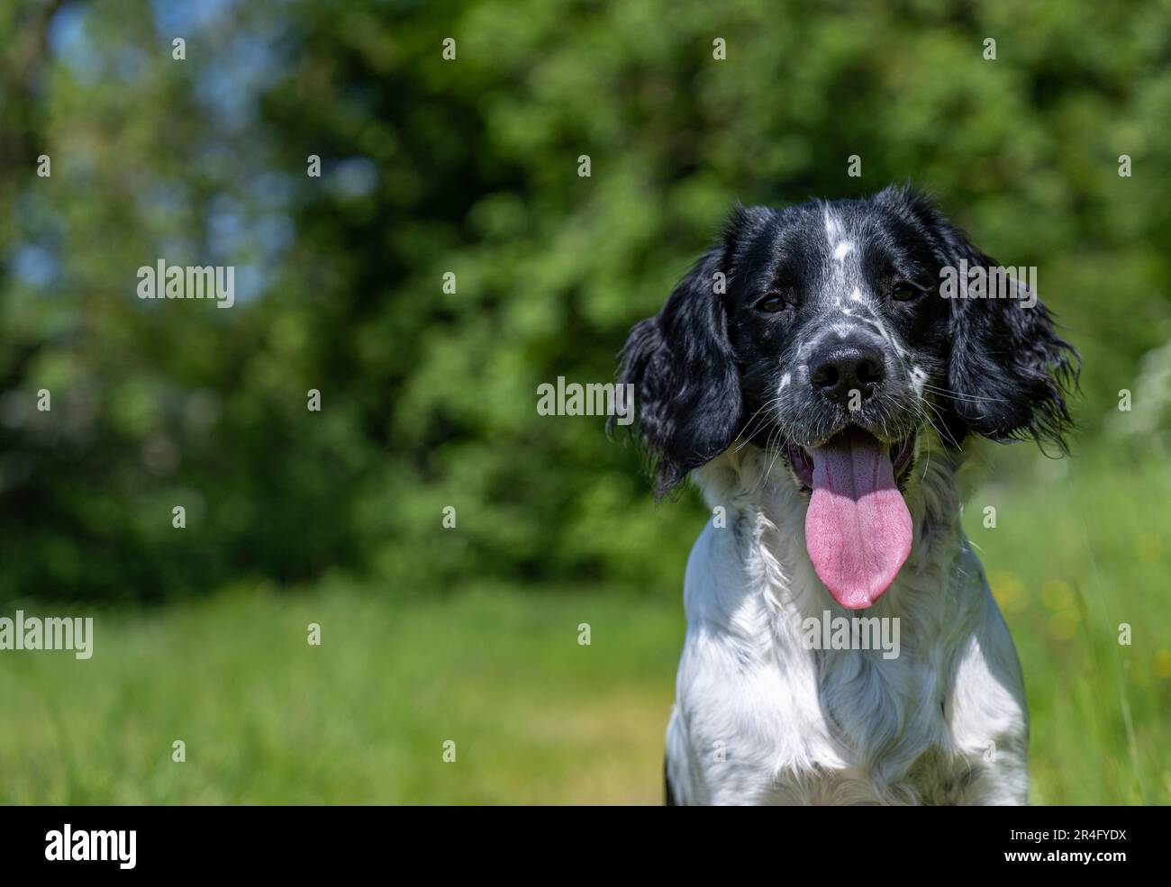 A six month old black and white male English Springer Spaniel on a ...