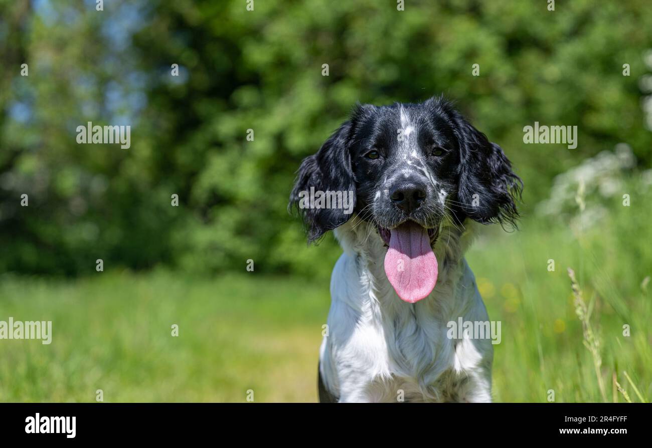 A six month old black and white male English Springer Spaniel on a ...