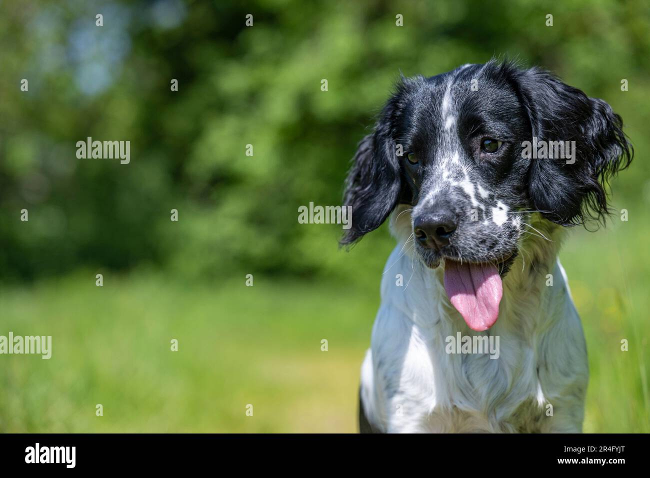 A six month old black and white male English Springer Spaniel on a ...
