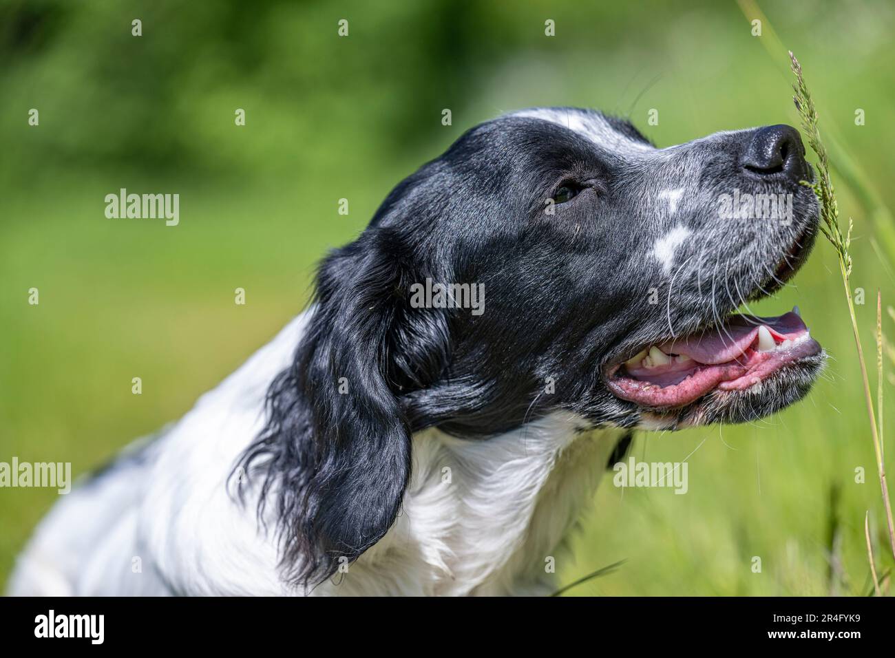 A six month old black and white male English Springer Spaniel on a ...