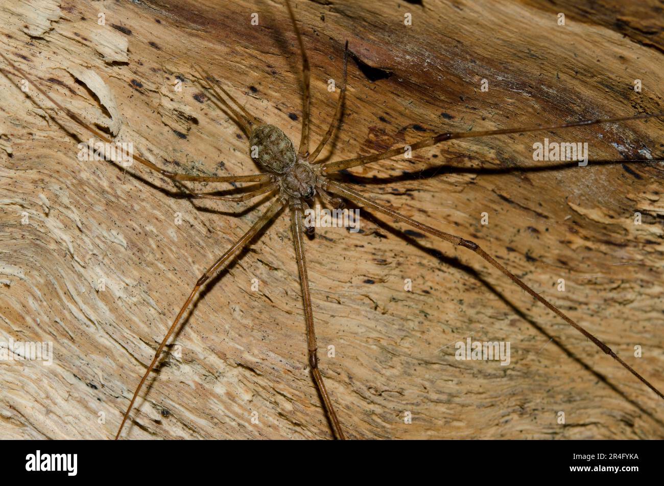 Tree Trunk Spider, Hersiliidae Family, Tangkoko National Park, Sulawesi ...
