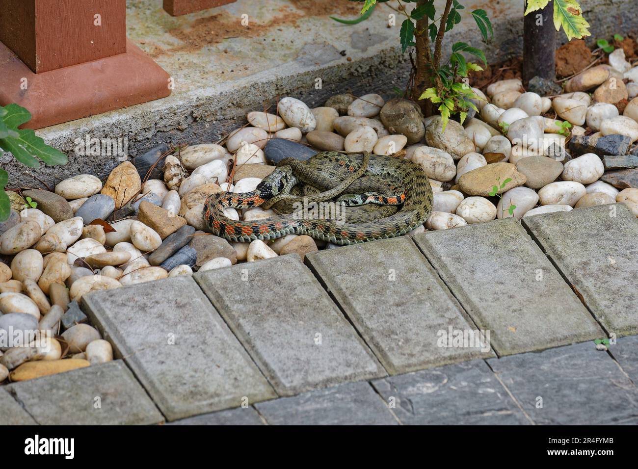 Male and female snake (tiger keelback) lying on stones in garden Stock ...