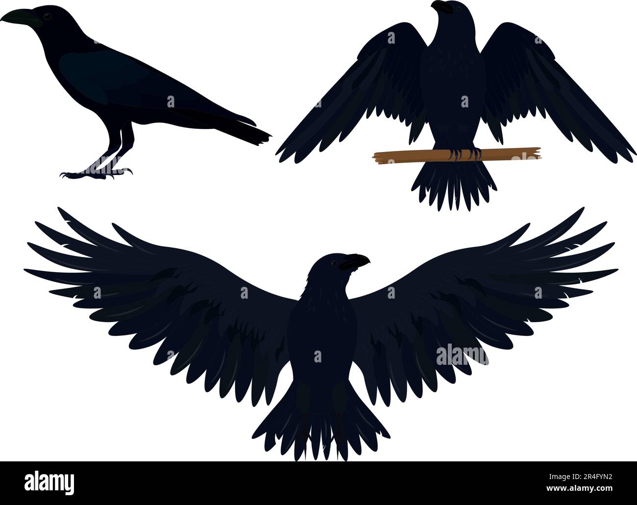 Ravens bird illustration hi-res stock photography and images - Alamy