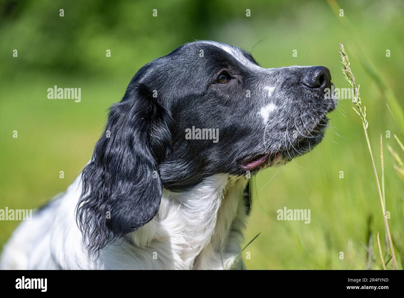 A six month old black and white male English Springer Spaniel on a ...