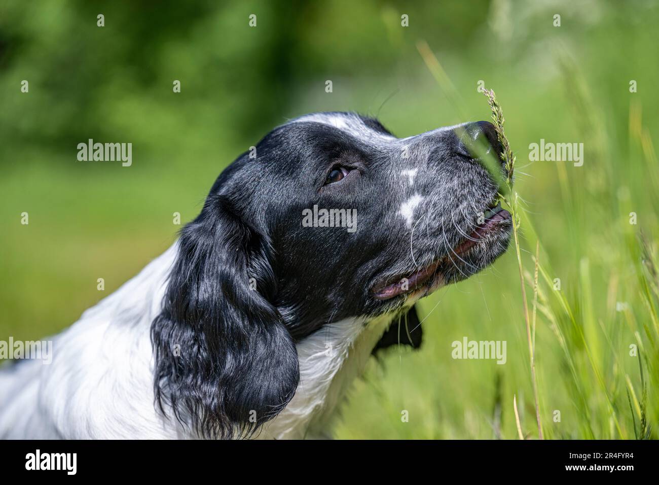 A six month old black and white male English Springer Spaniel on a ...