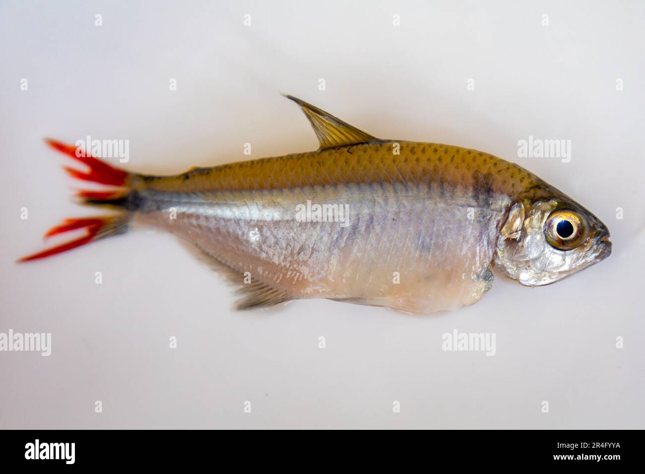 Fried Lambari do Rabo Vermelho (Astyanax bimaculatus) typical Brazilian ...