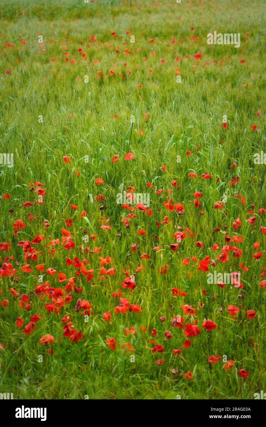 Poppi field hi-res stock photography and images - Alamy