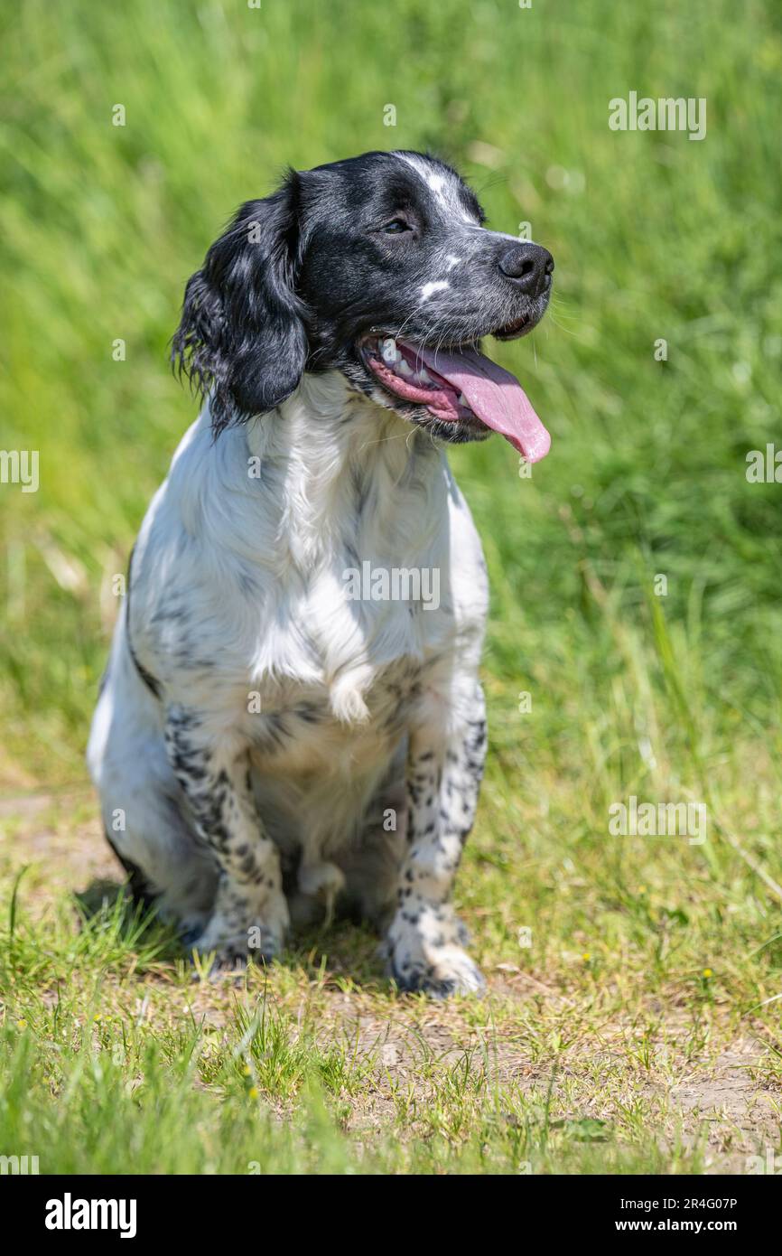 A six month old black and white male English Springer Spaniel on a ...