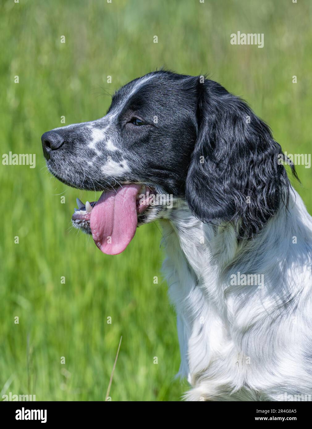 A six month old black and white male English Springer Spaniel on a ...