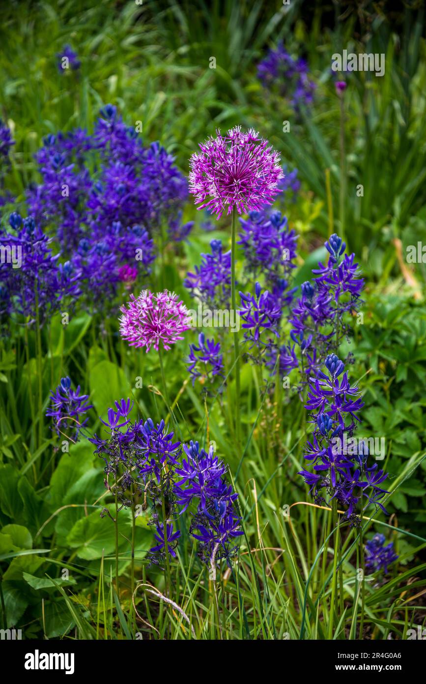 Camassia Leichtlinii Caerulea and Album flowers Stock Photo - Alamy