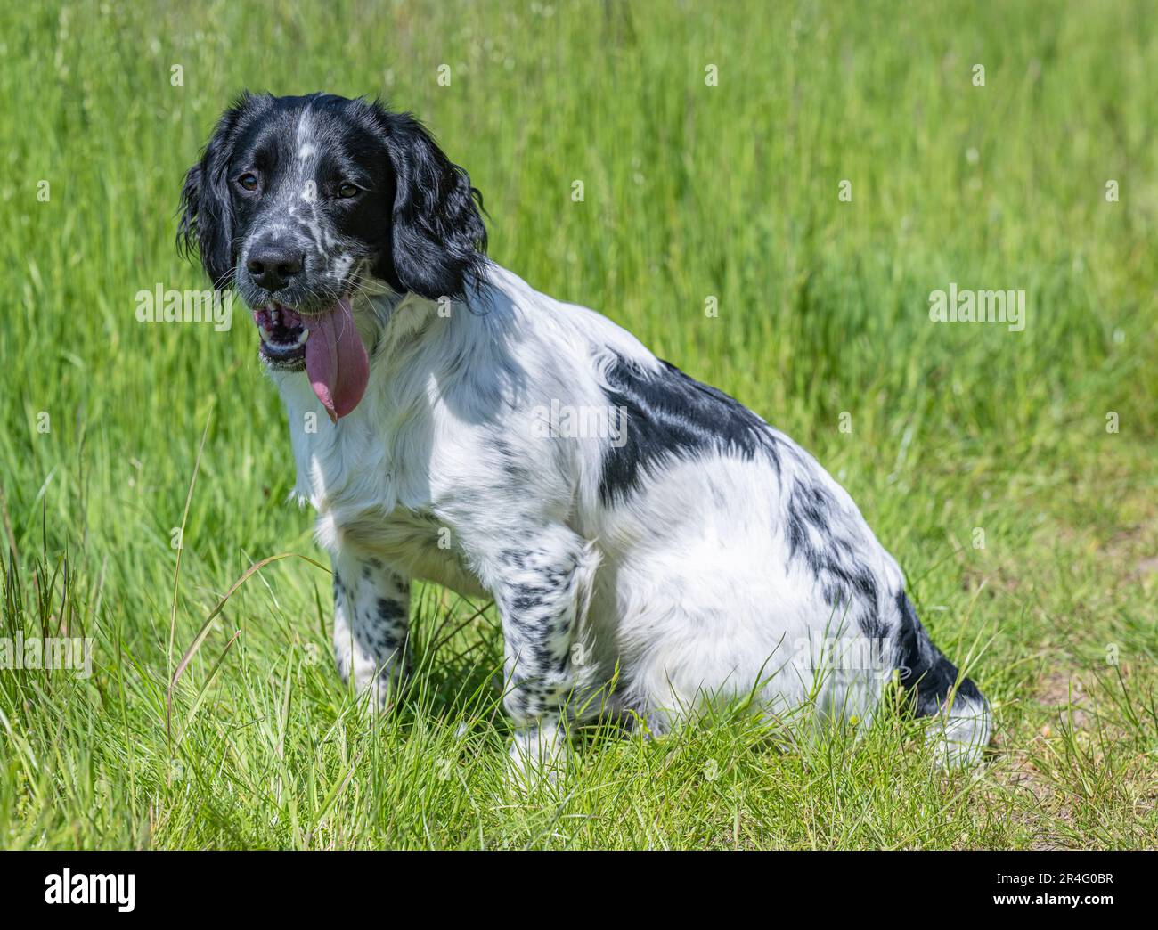 A six month old black and white male English Springer Spaniel on a ...