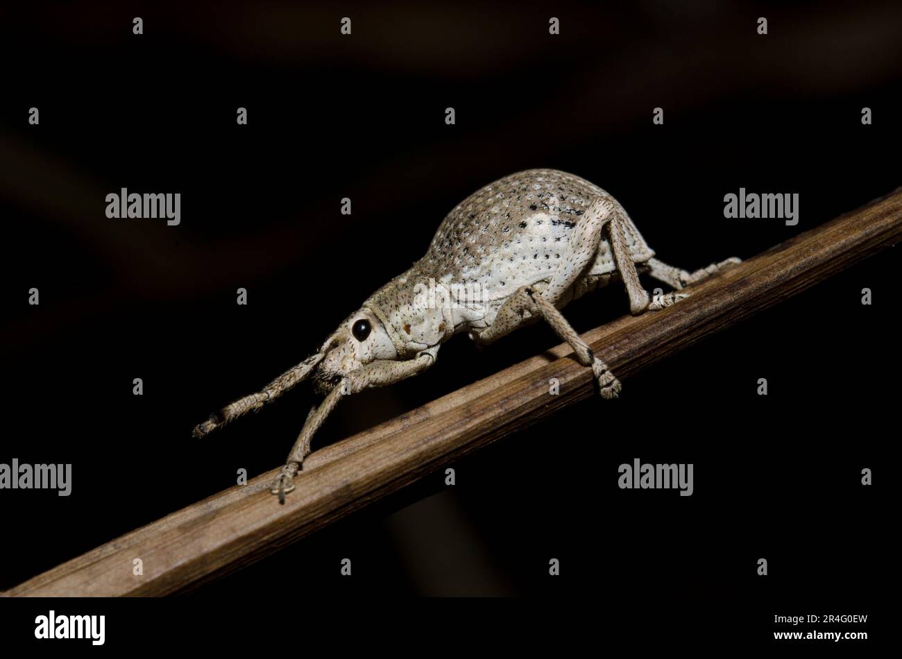 Weevil, Curculionoidea Family, Klungkung, Bali, Indonesia Stock Photo ...