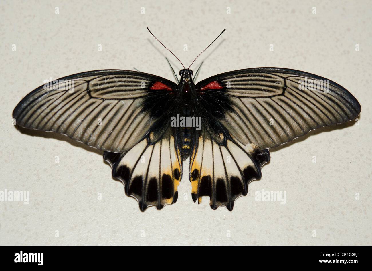 Great Mormon Swallowtail Butterfly, Papilio memnon, female, Klungkung ...