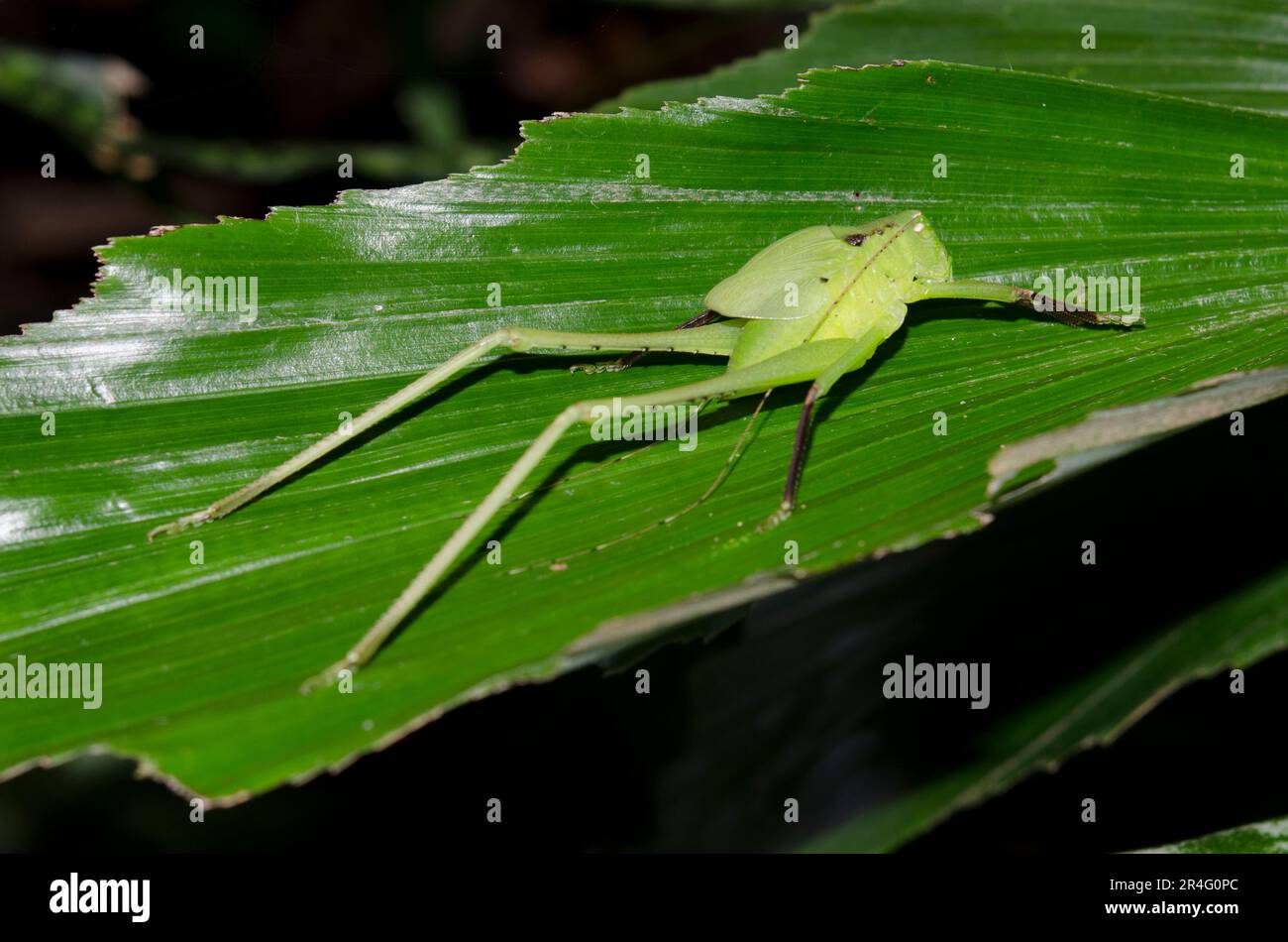 Katydid, Tettigoniidae Family, on leaf, Klungkung, Bali, Indonesia ...