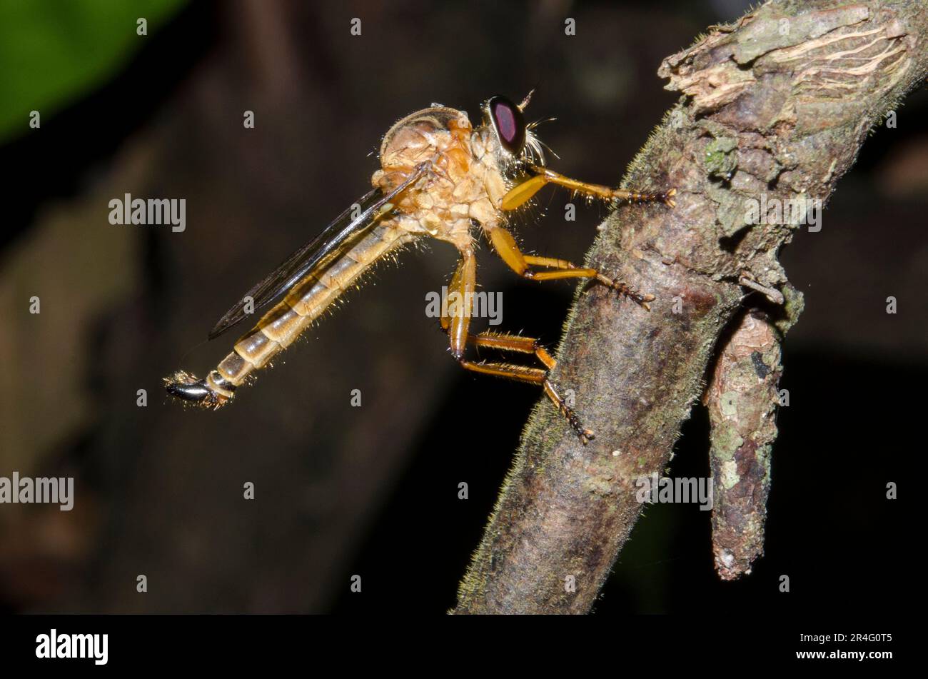 Robber Fly, Asillidae Family on branch, Klungkung, Bali, Indonesia ...