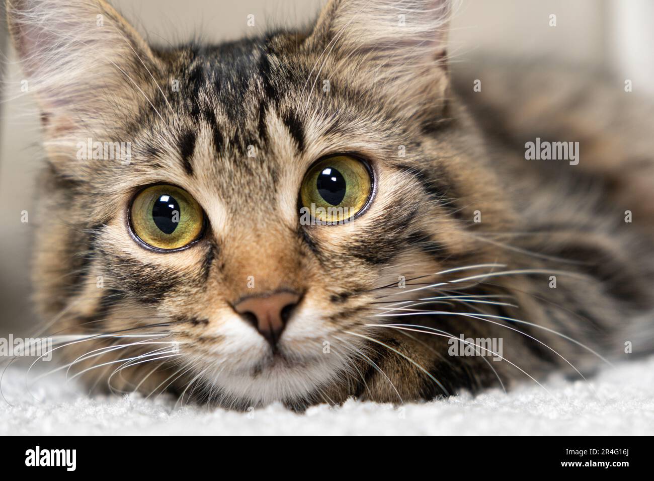 Portrait of a cute tabby cat lying on a carpet. Cat's face, mustache ...