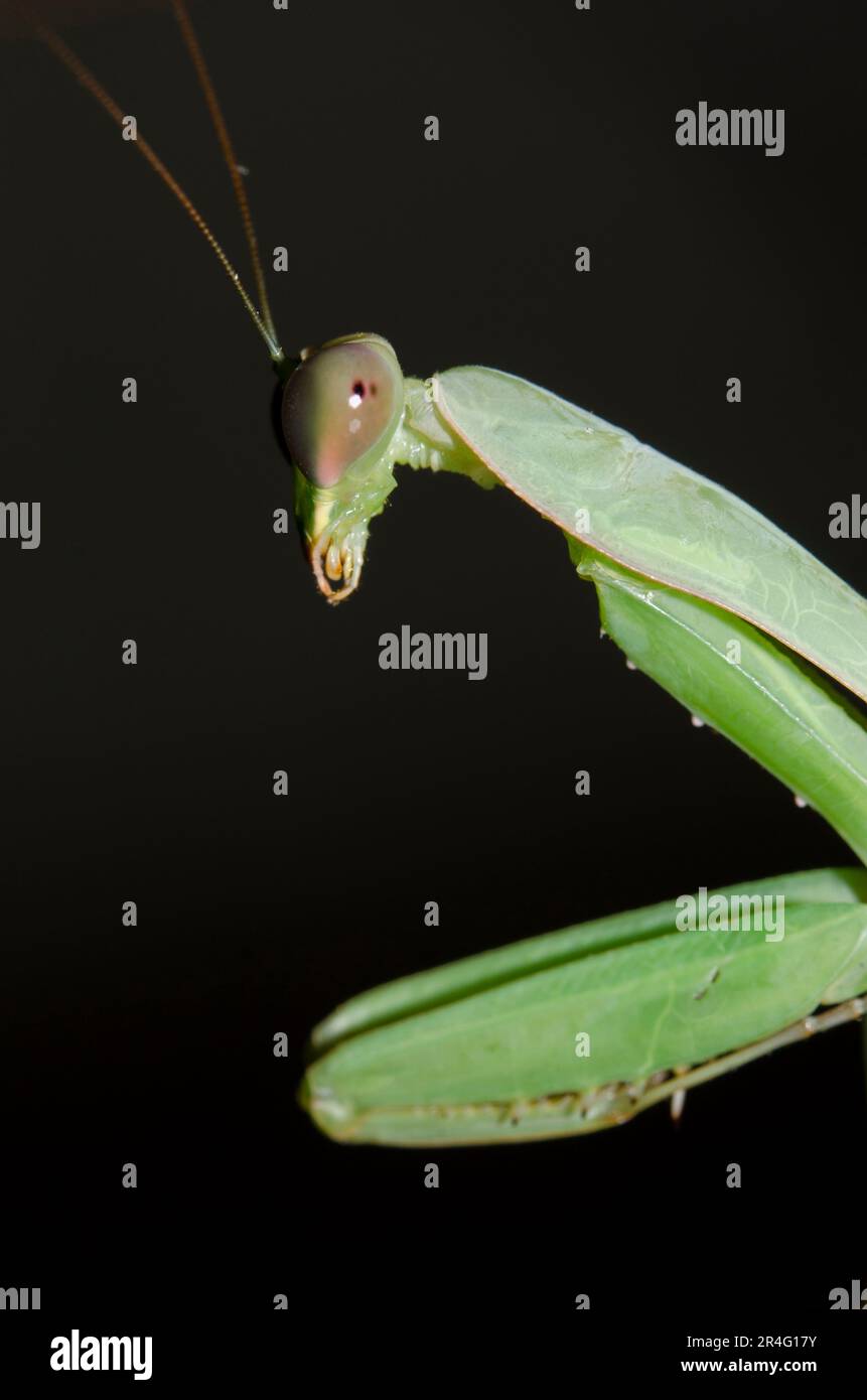 Praying Mantis, Mantodea Order, Klungkung, Bali, Indonesia Stock Photo ...