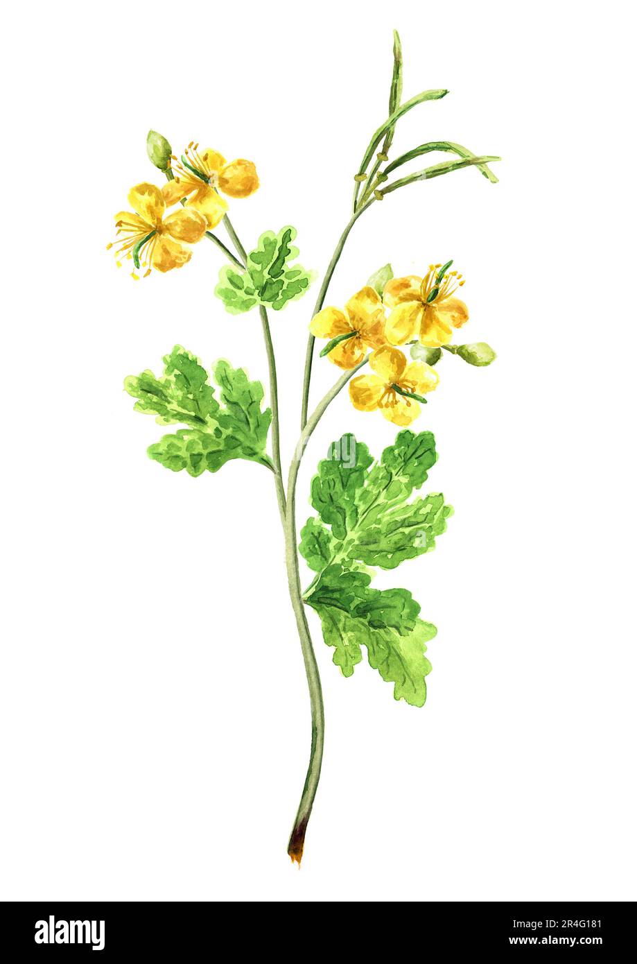 Celandine flower, herbal medicine, medical plant. Hand drawn watercolor ...