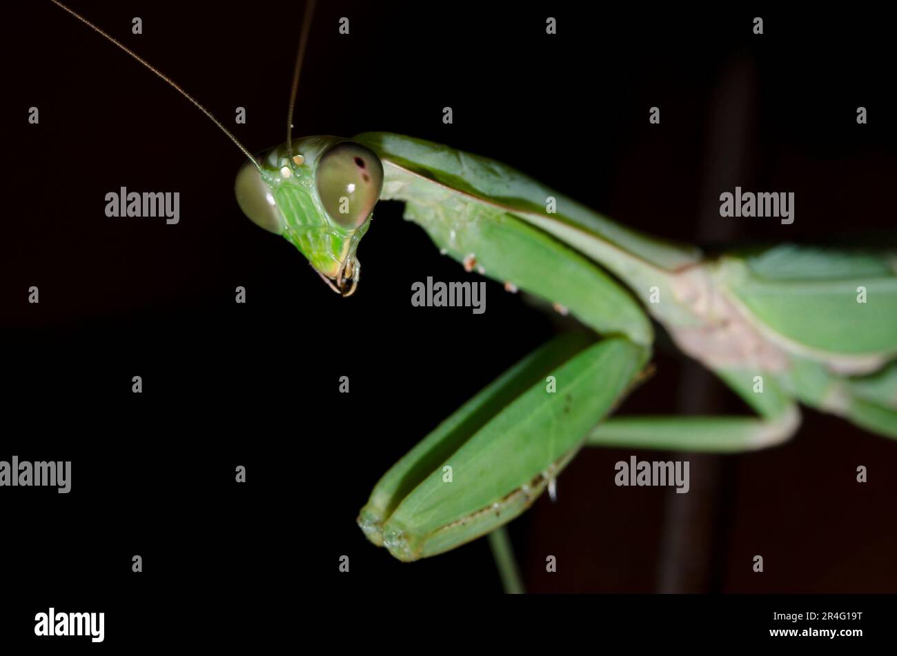 Praying Mantis, Mantodea Order, Klungkung, Bali, Indonesia Stock Photo ...