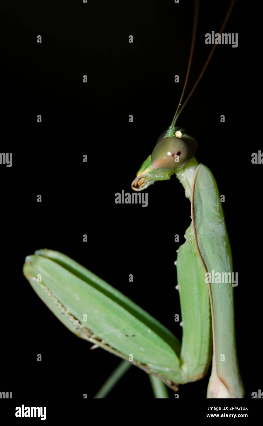 Praying Mantis, Mantodea Order, Klungkung, Bali, Indonesia Stock Photo ...