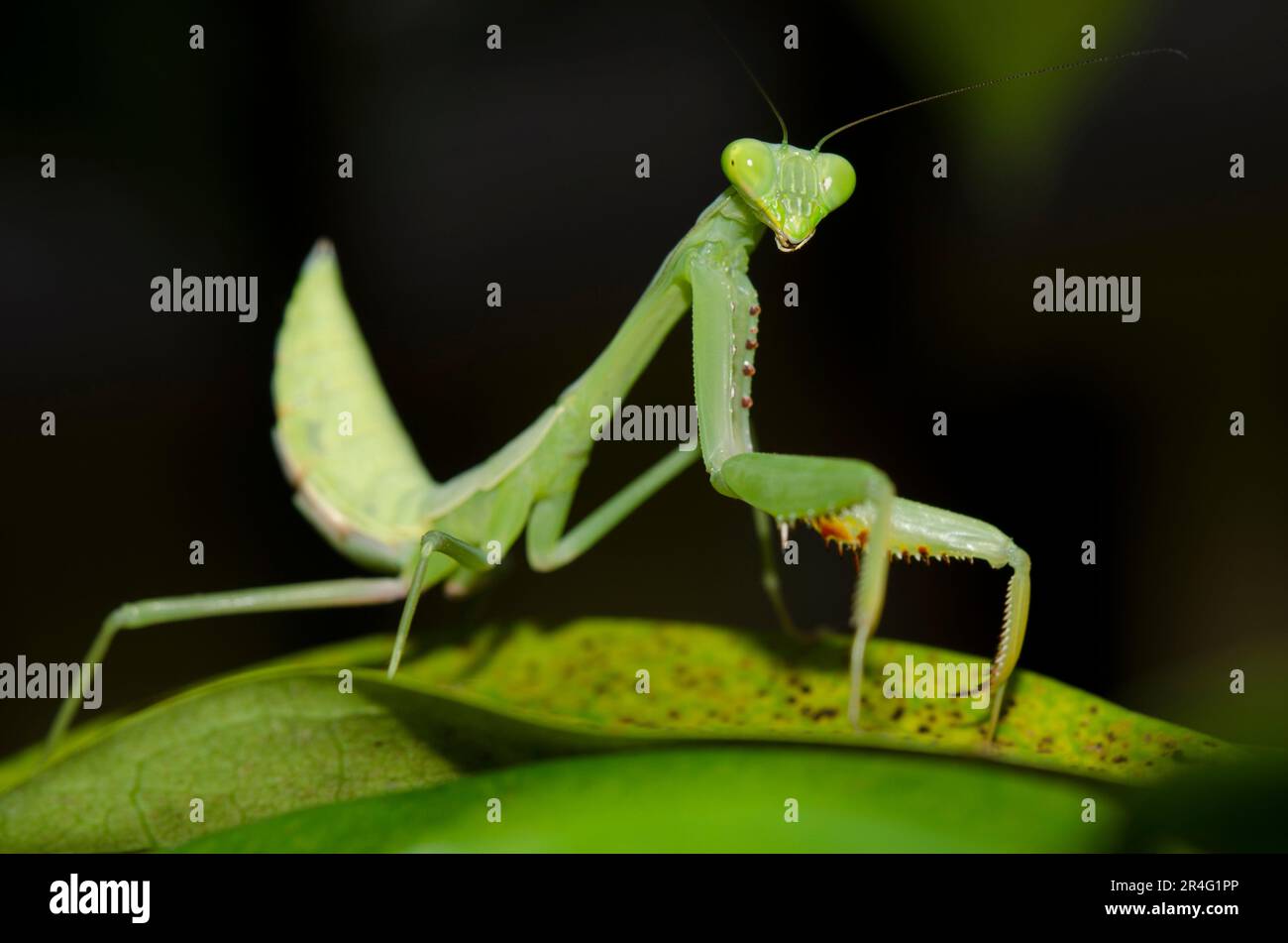 Praying Mantis, Mantodea Order, Klungkung, Bali, Indonesia Stock Photo - Alamy