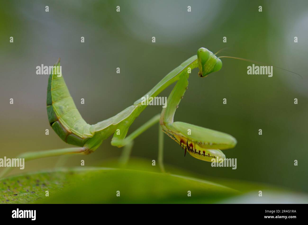 Praying Mantis, Mantodea Order, Klungkung, Bali, Indonesia Stock Photo ...
