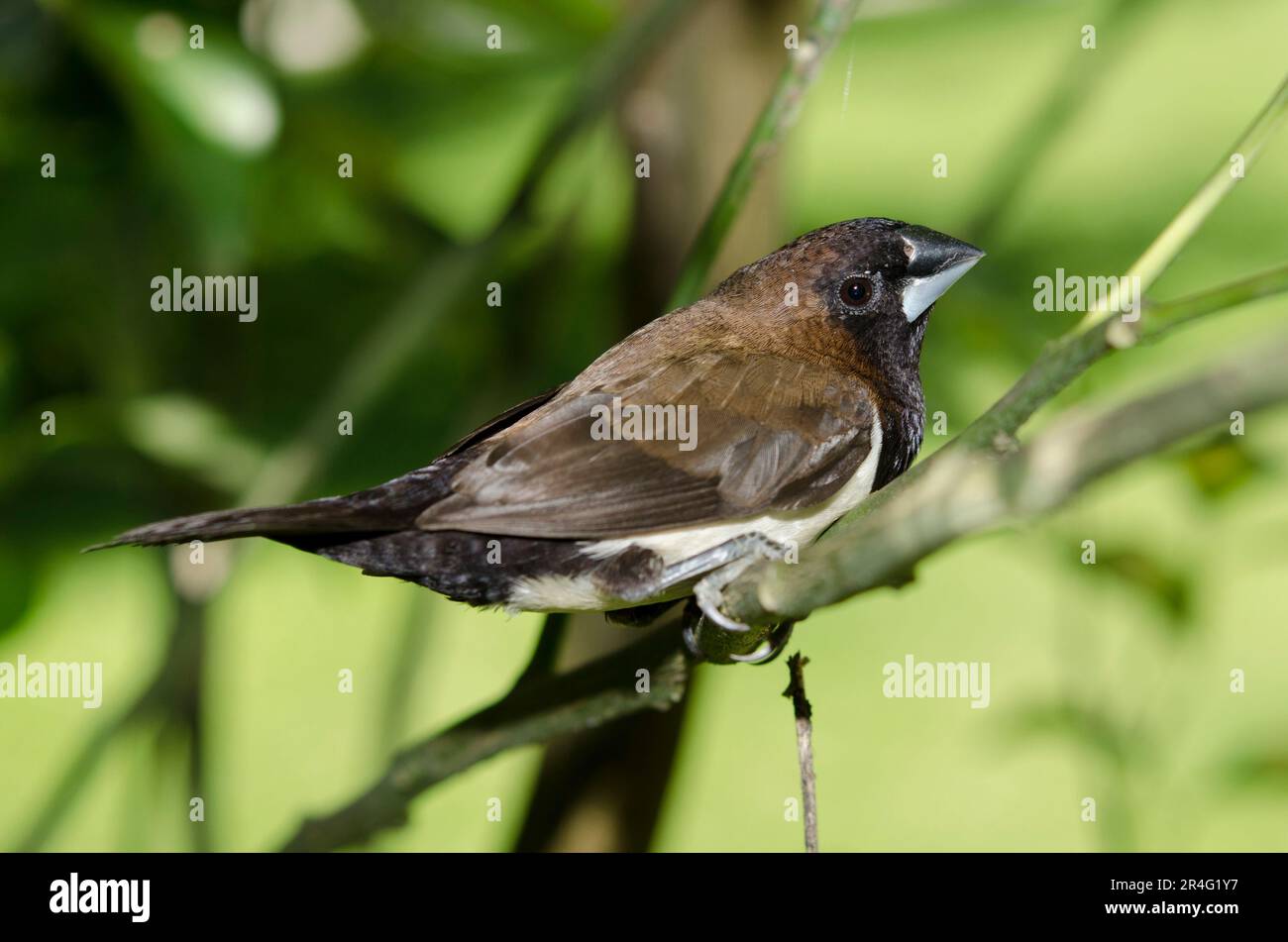 Javan Munia, Lonchura leucogastroides, on branch, Klungkung, Bali ...