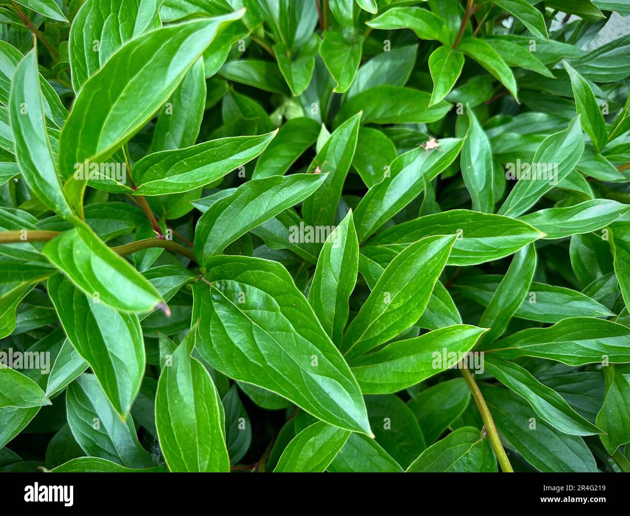 Green Leaves texture background wallpaper Stock Photo - Alamy