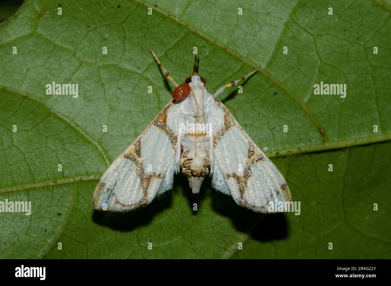 Crambid Moth, Cirrhochrista sp, with Long-legged Velvet Mite ...