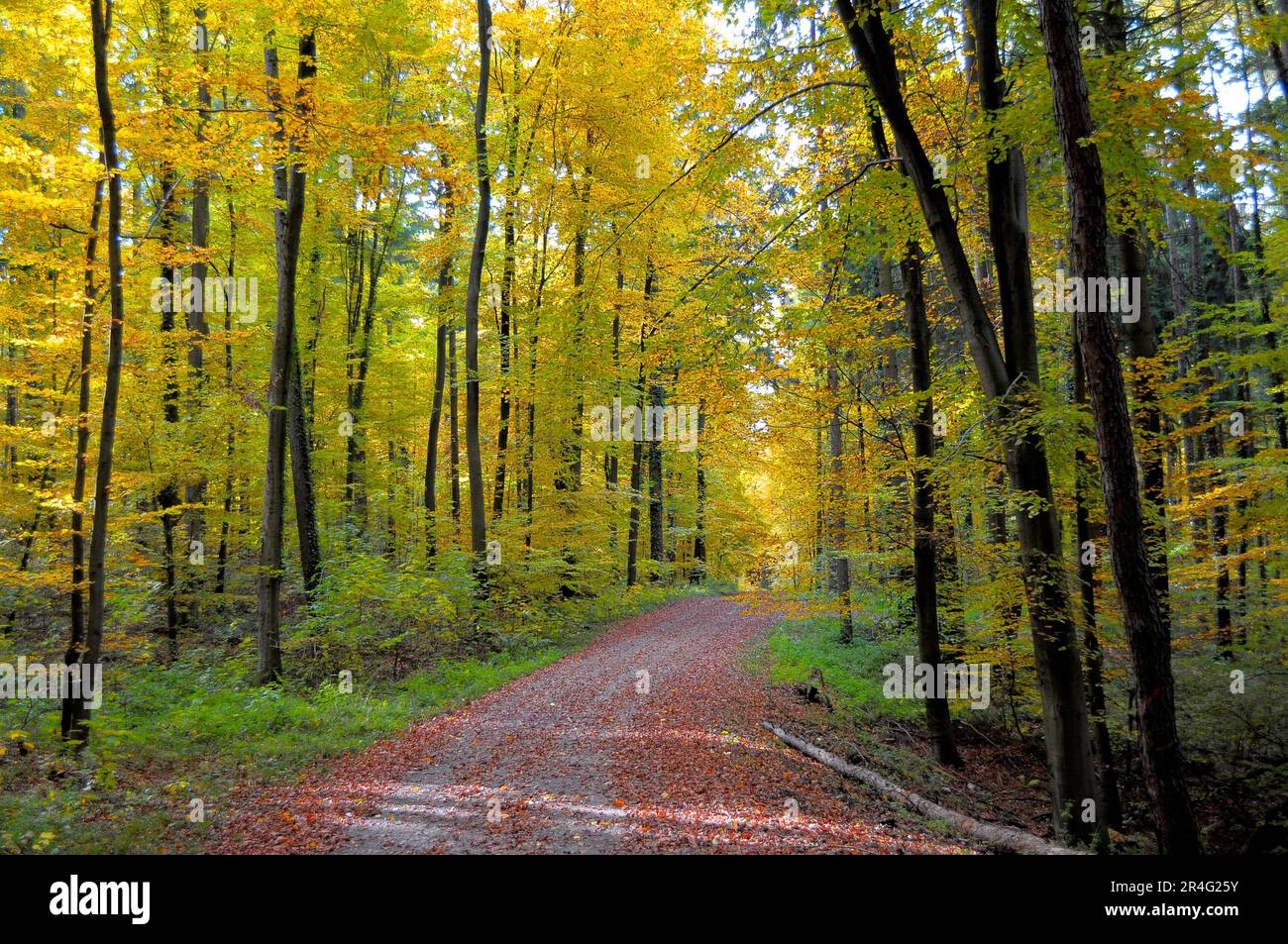 Landscape in autumn forest hi-res stock photography and images - Alamy