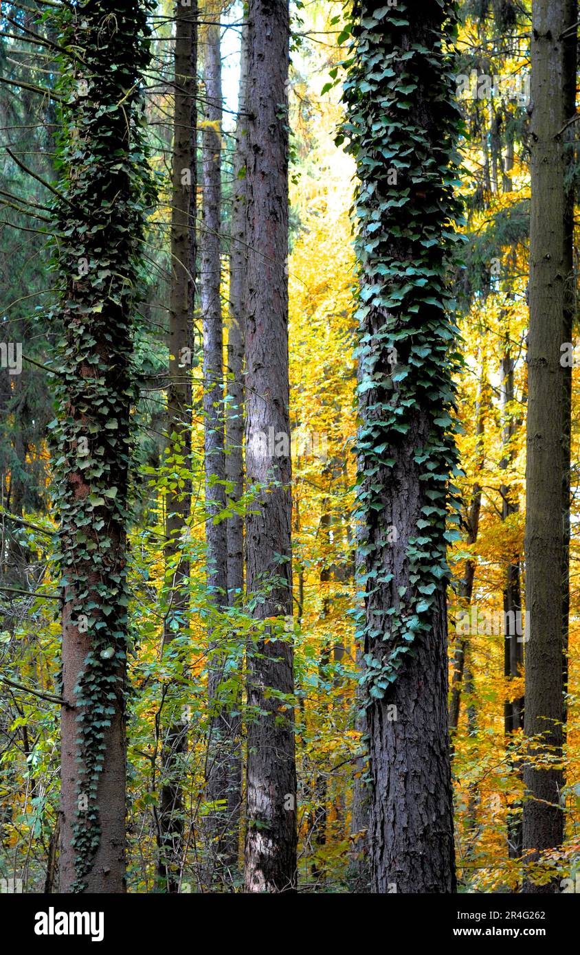Tree in the forest overgrown with ivy hi-res stock photography and ...