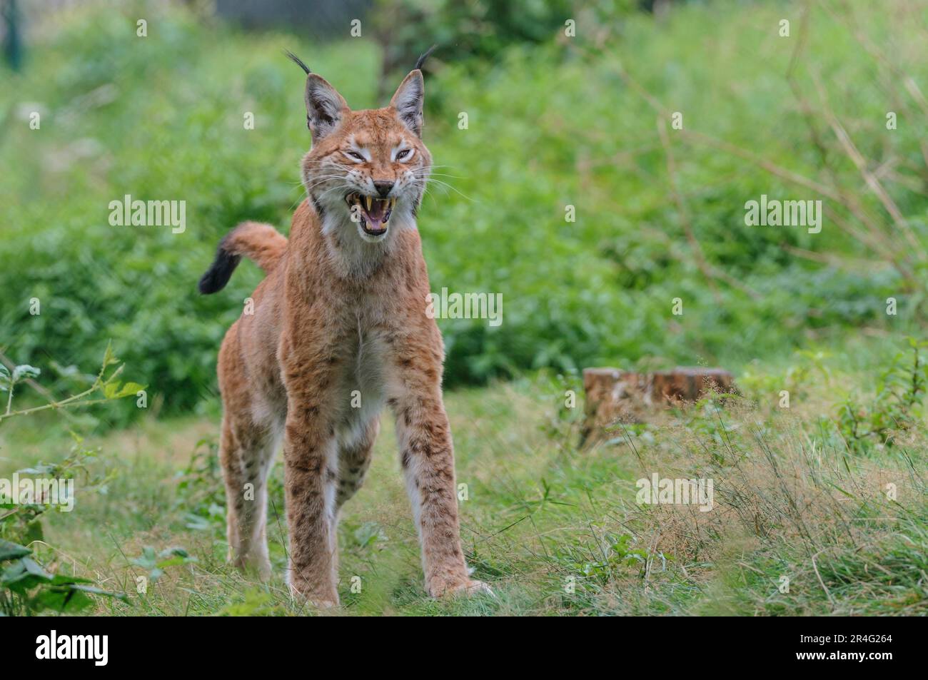 Eurasian lynx (Lynx lynx), Lower Saxony, Germany Stock Photo - Alamy