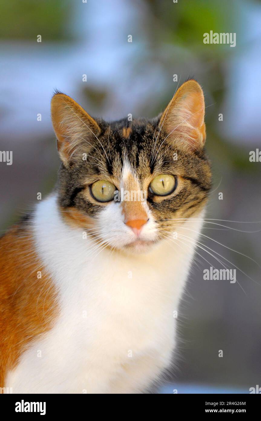 Diverse pet hi-res stock photography and images - Alamy