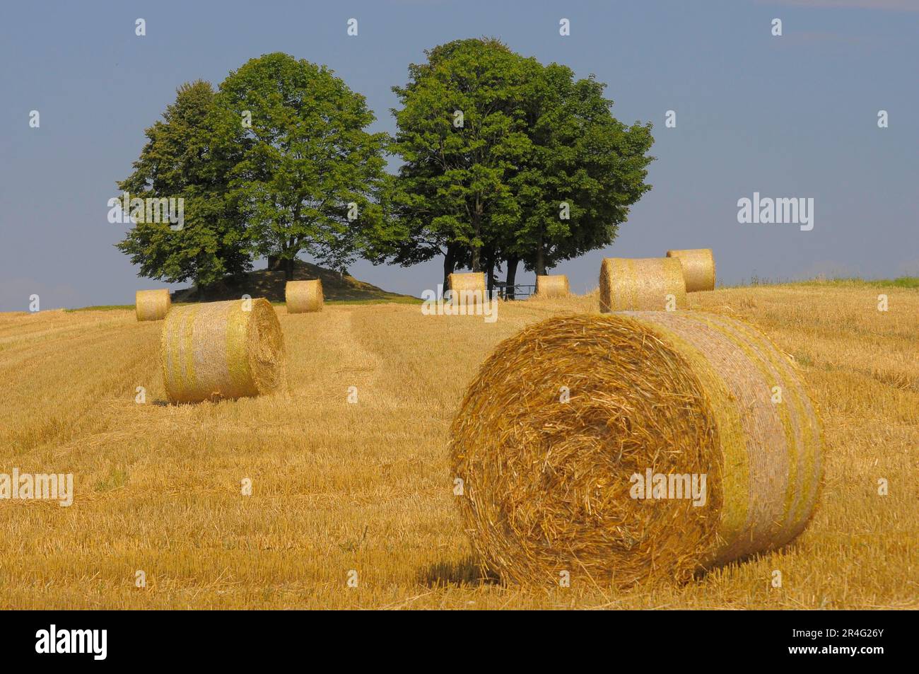 BW. Kraichgau Straw bales on grain field, maple trees, stubble field ...