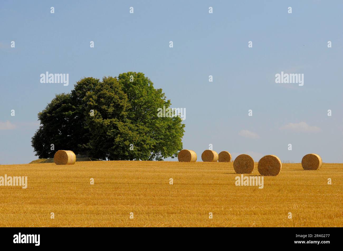 BW. Kraichgau Straw bales on grain field, maple trees, stubble field ...