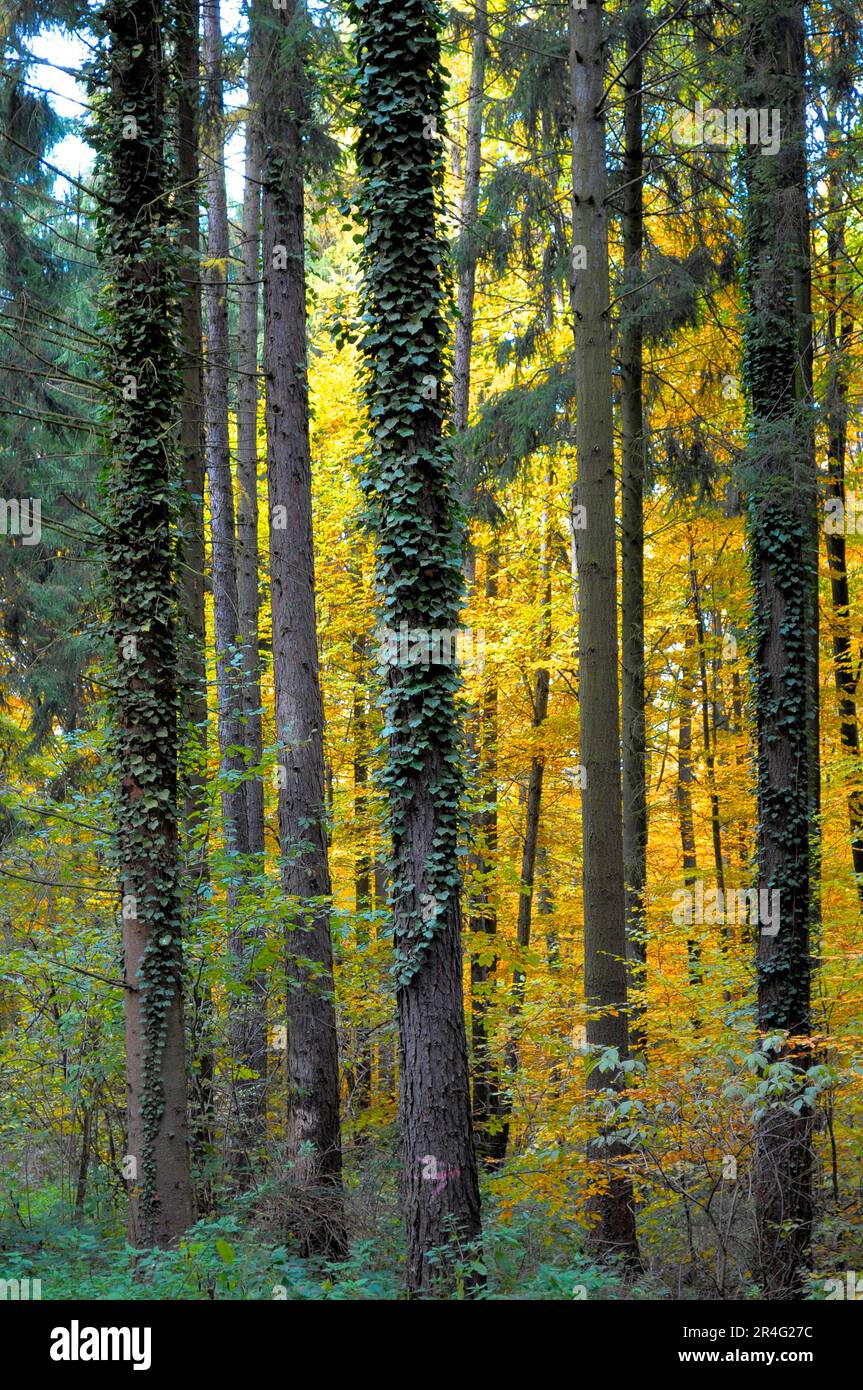 Tree in the forest overgrown with ivy hi-res stock photography and ...