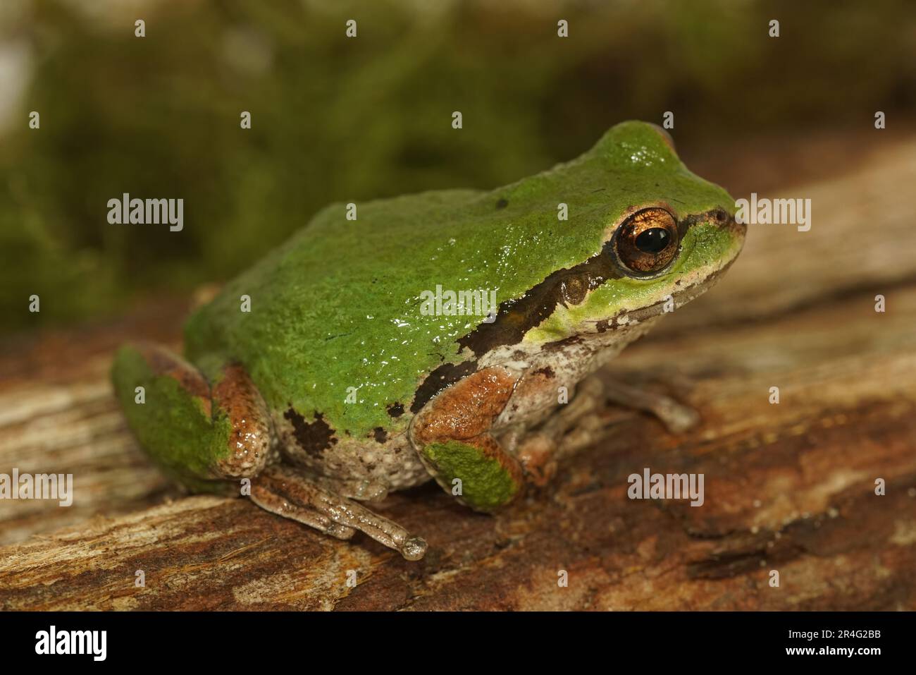 Closeup on a colorful green North-American Pacific treefrog ,Pseudacris ...