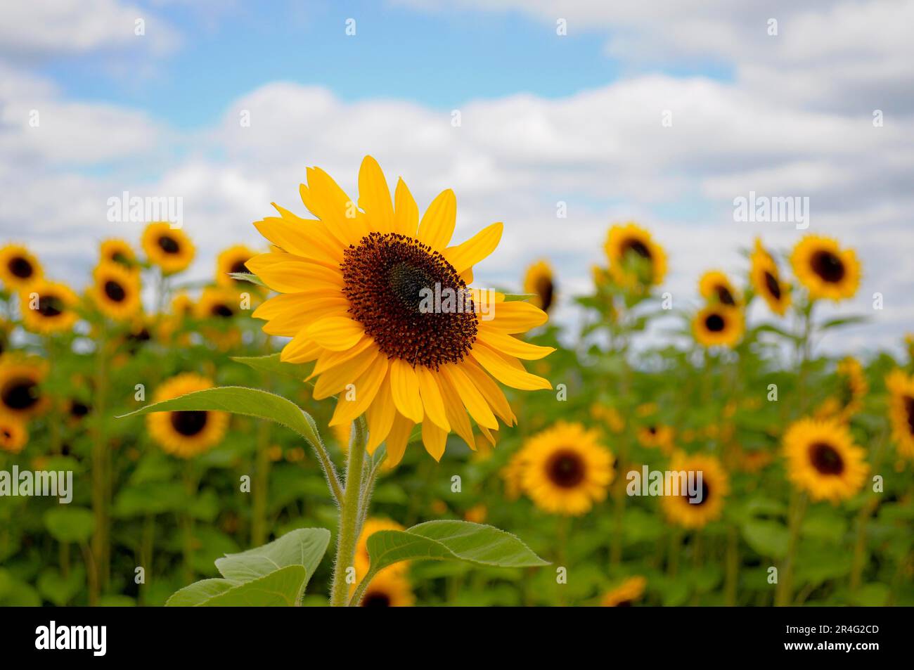 Sunflower Helianthus Annuus Field Single Sunflower In The Field