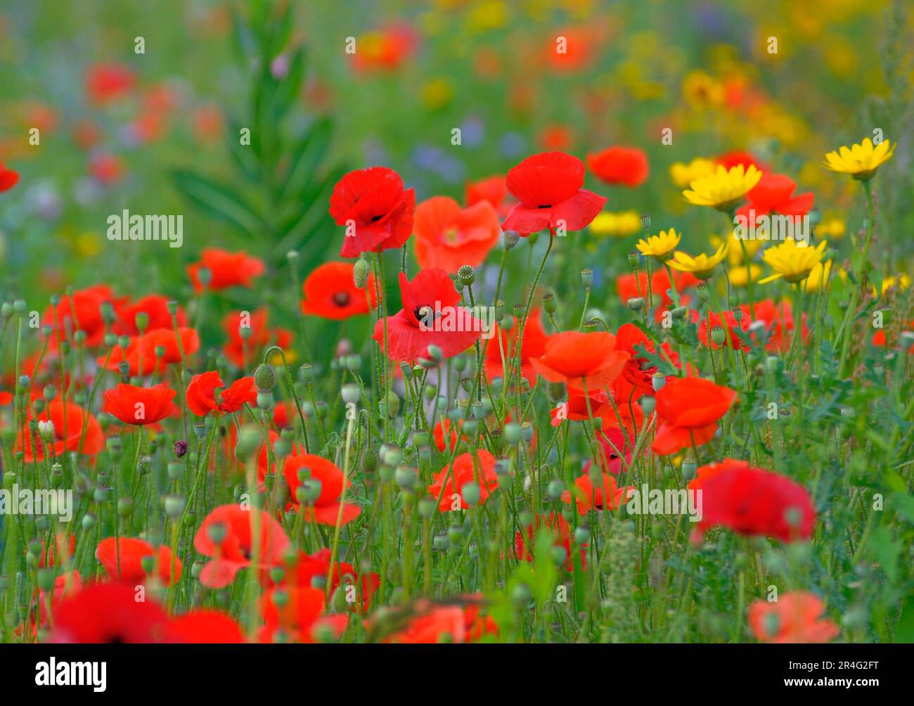 Poppy mix hi-res stock photography and images - Alamy