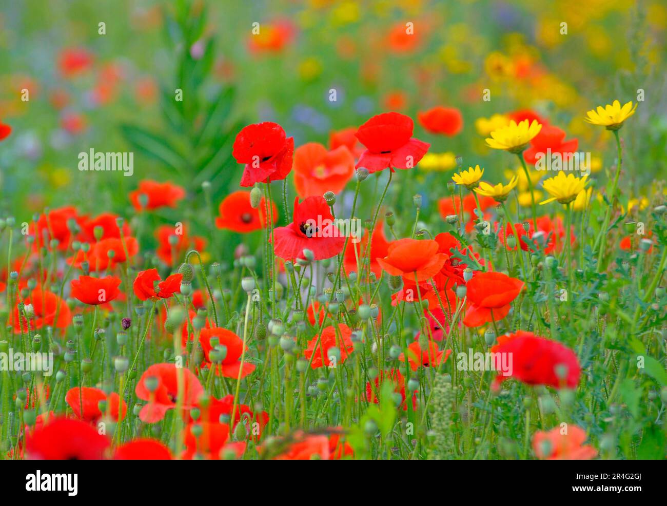 Corn poppy in meadow, flower mix, wild flowers Stock Photo - Alamy