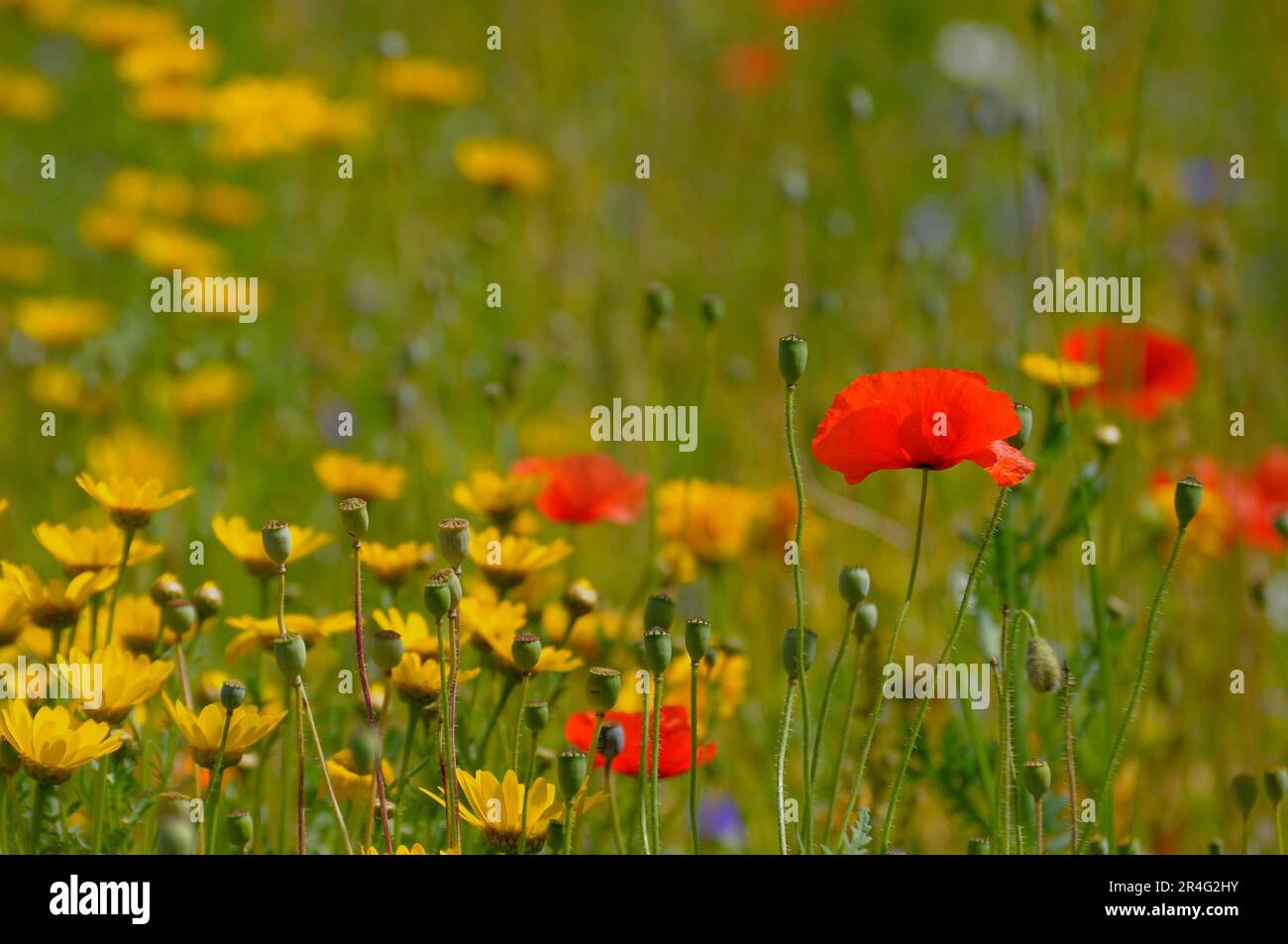 Flower mix, wildflowers Stock Photo - Alamy