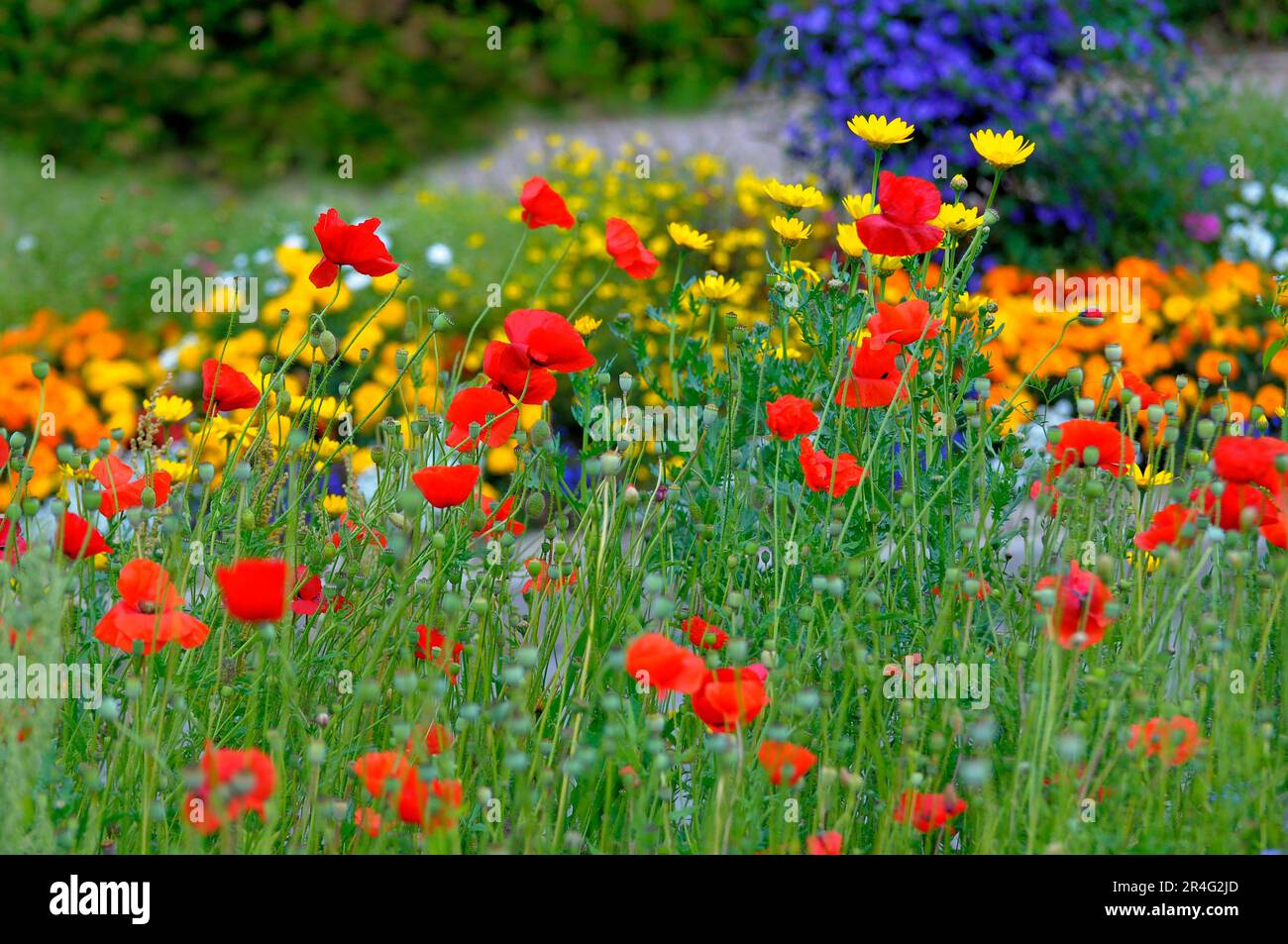 Corn poppy in meadow, flower mix, wild flowers Stock Photo - Alamy